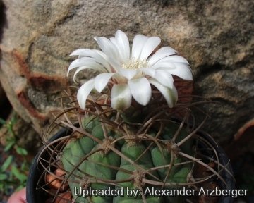 Gymnocalycium castellanosii