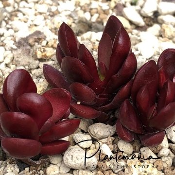 Crassula clavata