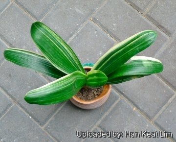 Clivia miniata f. variegata cv. Chinese Five Color Orchid