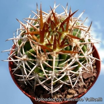 Gymnocalycium castellanosii