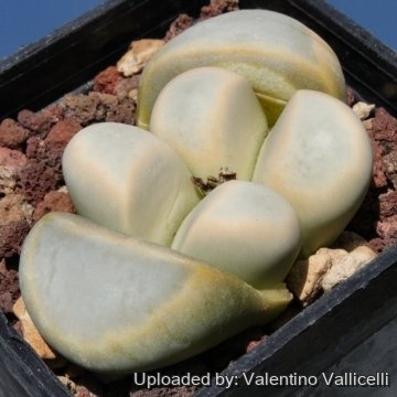 Lithops meyeri