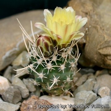 Pediocactus peeblesianus var. fickeisenii