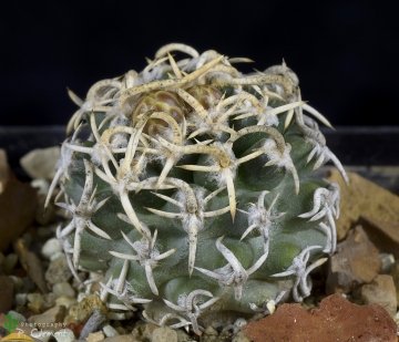 Pediocactus peeblesianus var. maianus