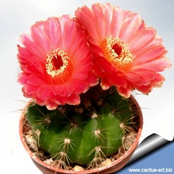 Notocactus ottonis var. vencluianus