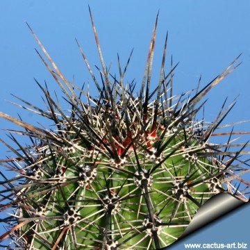 Pilocereus giganteus