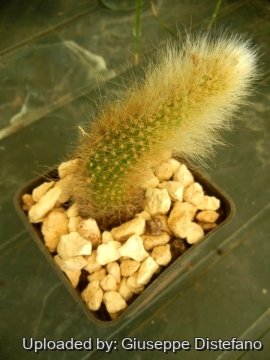 Hildewintera colademononis