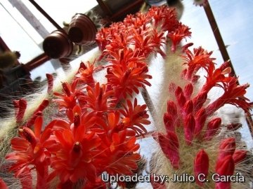 Hildewintera colademononis