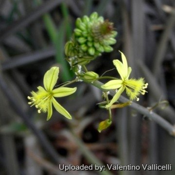 Anthericum fruticosum