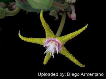 Stapelia flavopurpurea