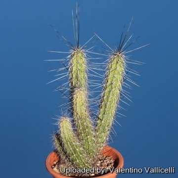 Cactus serpentinus