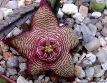 Stapelia mutabilis