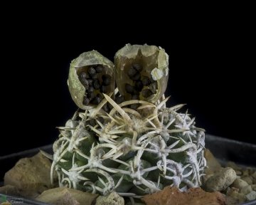 Echinocactus peeblesianus