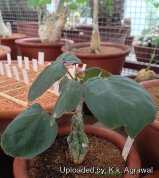 Adenia epigea var. stylosa