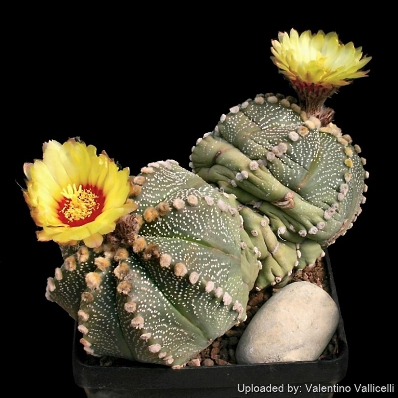 Astrophytum hybrid AS-CAP (A. asterias x A. capricorne)