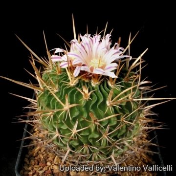 Brittonrosea gladiata