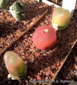 Conophytum maughanii