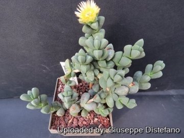 Corpuscularia lehmannii