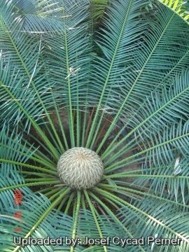 Cycad Life Cycle