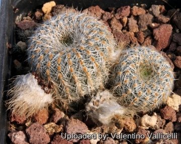 Frailea pygmaea var. gloriosa