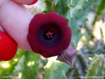 Huernia schneideriana