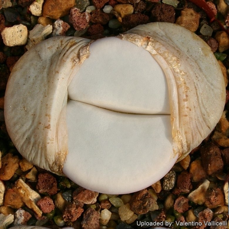 Lithops pseudotruncatella subs. groendrayensis C244 TL: 50 km S of ...