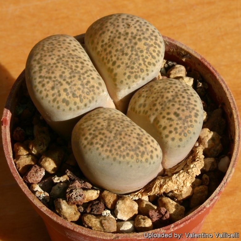 Lithops terricolor C134 (Prince Albert Form) 5 km N of Prince Albert ...