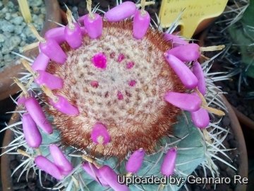 Melocactus azureus