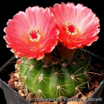 Notocactus ottonis var. vencluianus