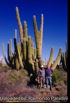 Pachycereus pringlei
