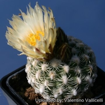 Pediocactus simpsonii subs. bradyi