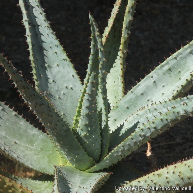 Sale > aloe ferox uses > in stock