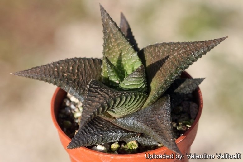 Haworthia Limifolia Gigantea