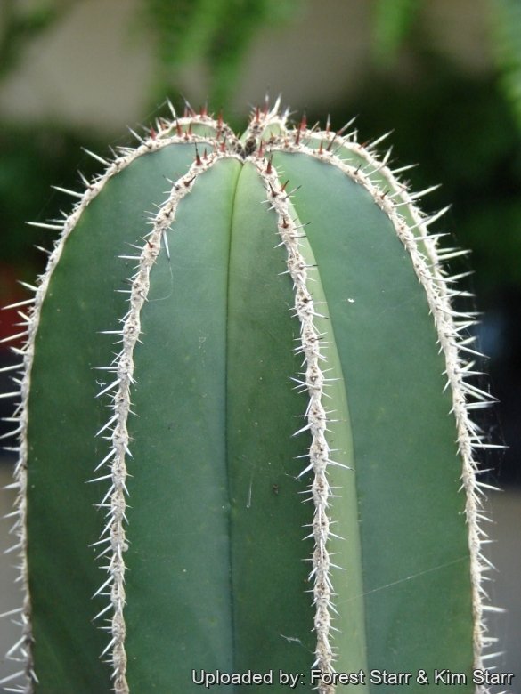 Pachycereus marginatus - Alchetron, The Free Social Encyclopedia