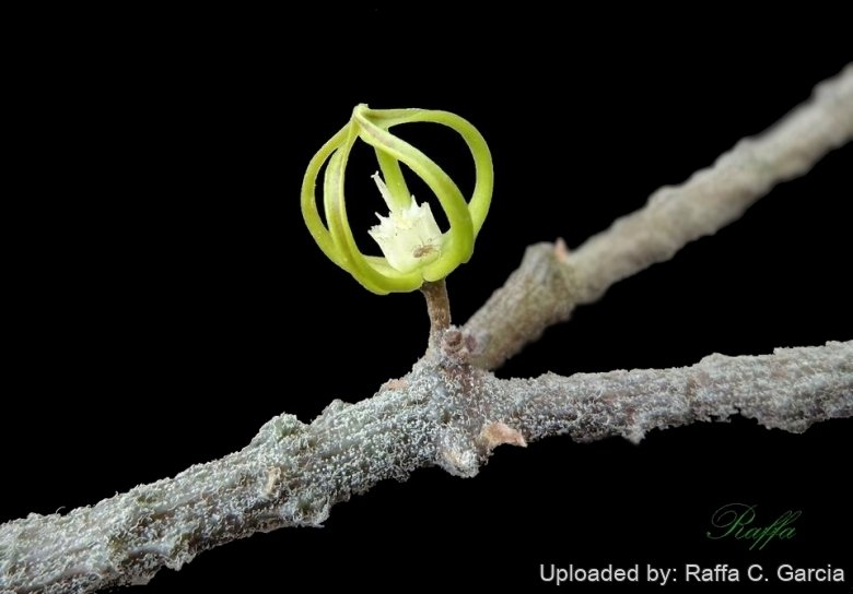 Cynanchum Marnierianum