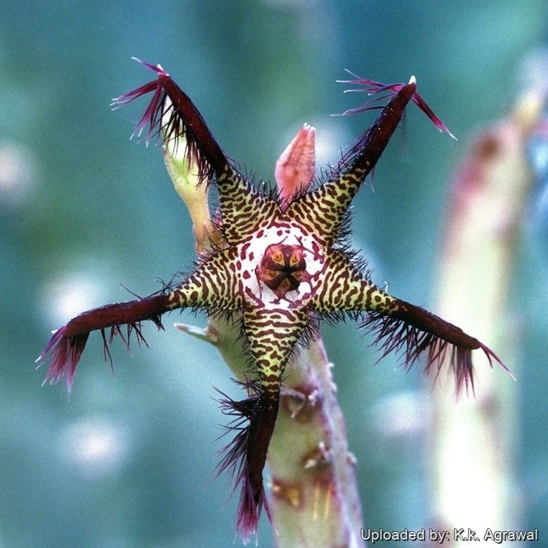 Flowers In Sri Lanka Wikipedia | Best Flower Site