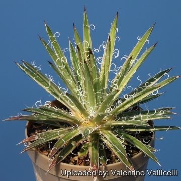Agave filifera f. compacta marginata