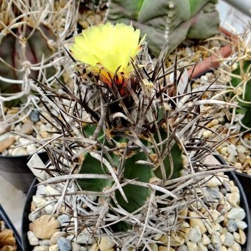 Astrophytum capricorne cv. Crassispinoides