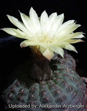 Frailea pygmaea subs. tuyensis