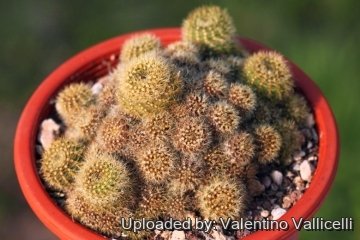 Frailea pygmaea var. gloriosa