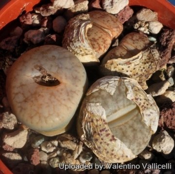 Lithops pseudotruncatella subs. groendrayensis C244 TL: 50 km S of ...