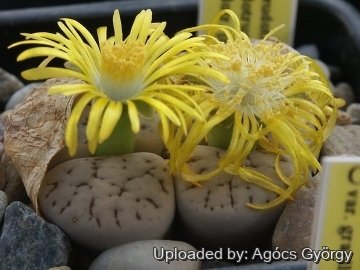 Lithops pseudotruncatella subs. groendrayensis C244 TL: 50 km S of ...