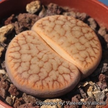 Lithops pseudotruncatella subs. groendrayensis C244 TL: 50 km S of ...