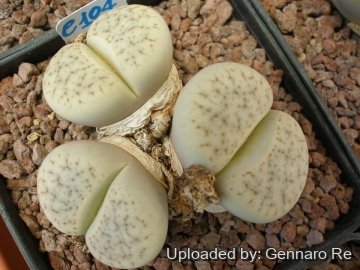 Lithops pseudotruncatella subs. groendrayensis C244 TL: 50 km S of ...