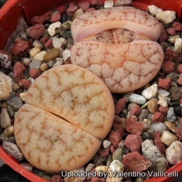 Lithops pseudotruncatella subs. groendrayensis C244 TL: 50 km S of ...