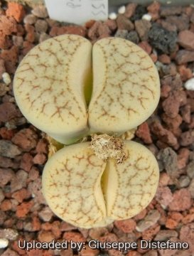 Lithops pseudotruncatella subs. groendrayensis C244 TL: 50 km S of ...