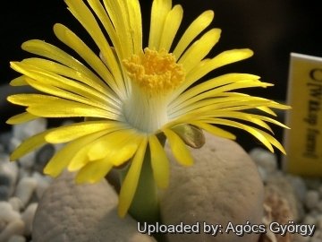 Lithops pseudotruncatella subs. groendrayensis C244 TL: 50 km S of ...