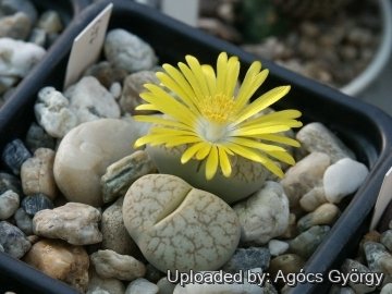 Lithops pseudotruncatella subs. groendrayensis C244 TL: 50 km S of ...